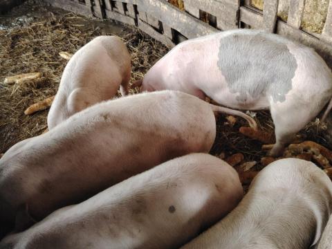 Eladó disznó - Piactér | Agroinform.hu