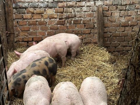 Gazda mezőgazdasági eladó malac - Piactér | Agroinform.hu