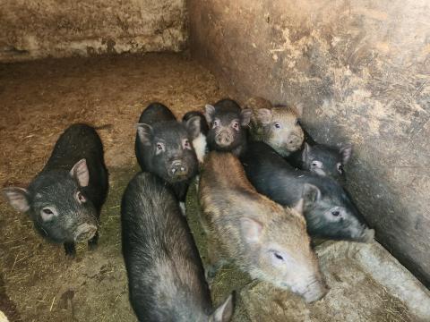 Gazda mezőgazdasági eladó malac - Piactér | Agroinform.hu