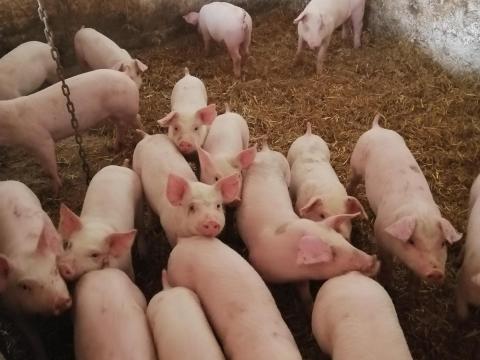 Eladó malac - Piactér | Agroinform.hu