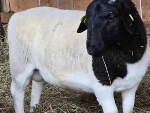 Eladó dorper - Piactér | Agroinform.hu