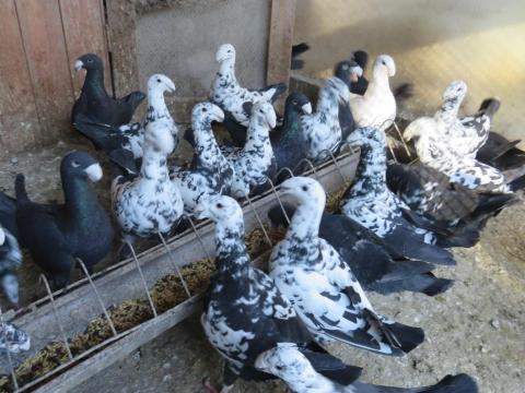 Eladó galamb - Piactér | Agroinform.hu