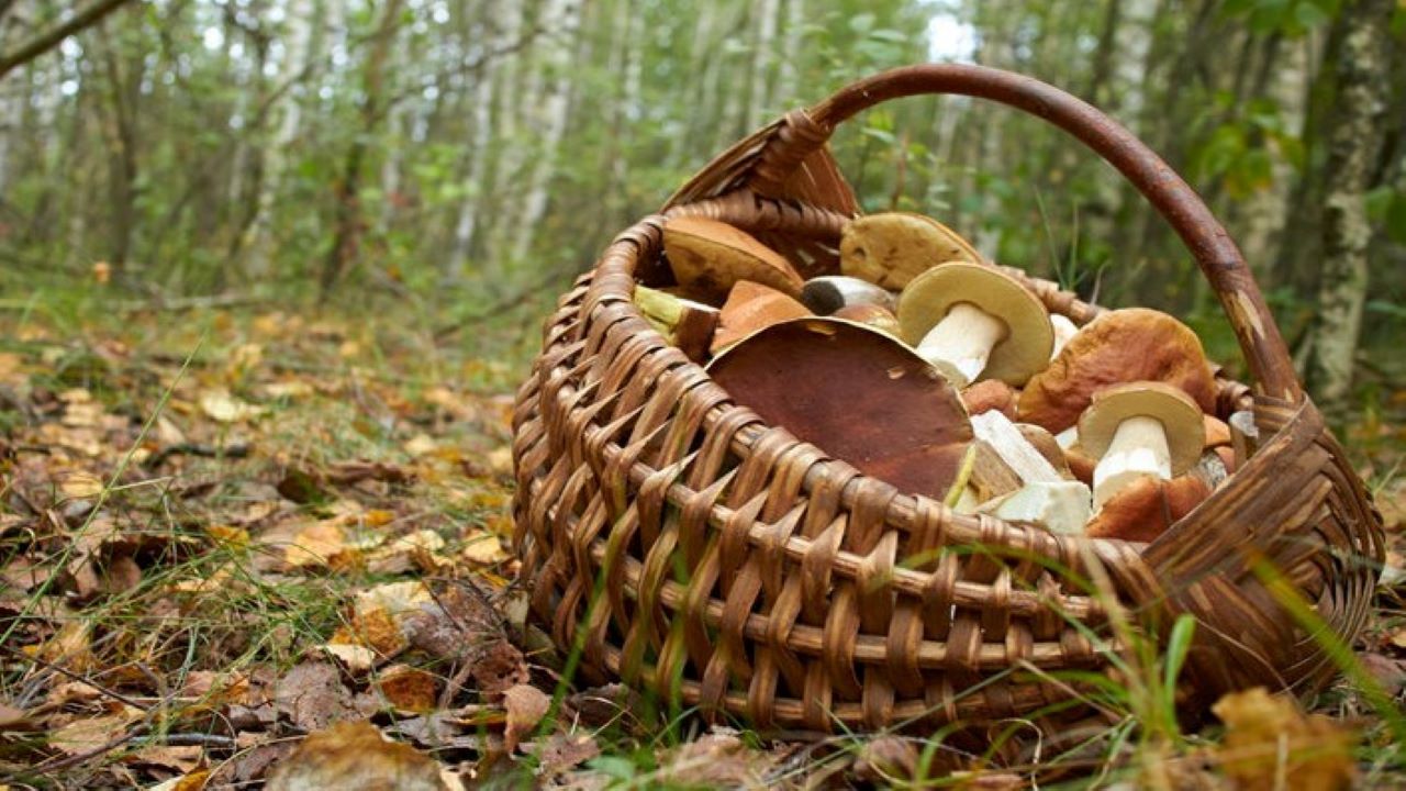 5+1 ehető gomba ősszel – irány az erdő! - Agroinform.hu