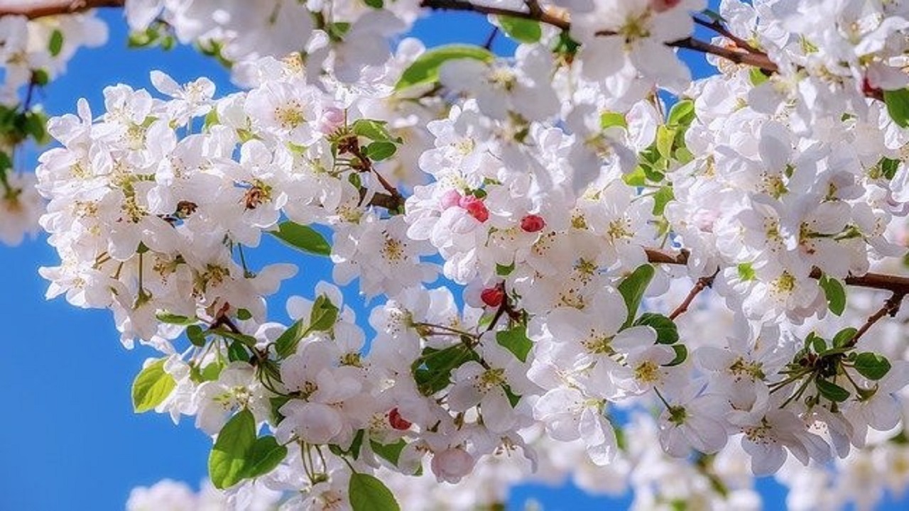 Gyümölcsfáid vannak? Akkor a mai nap fontos a számodra! - Agroinform.hu