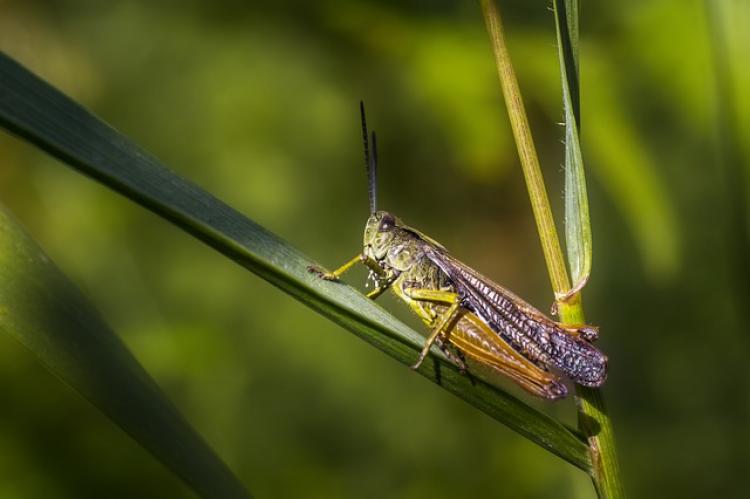 Érdekelnek a rovarok? Akkor ez az online konferencia neked szól ...