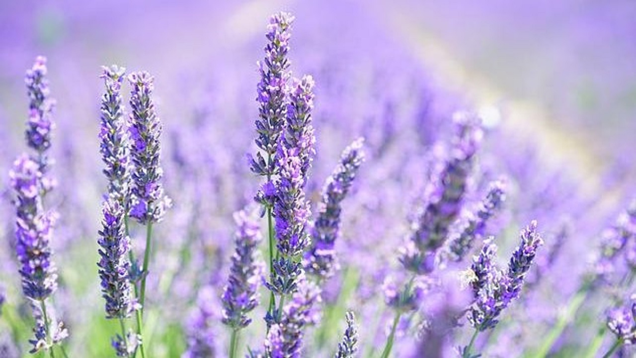 Van levendulád? Erre van most szüksée - Agroinform.hu