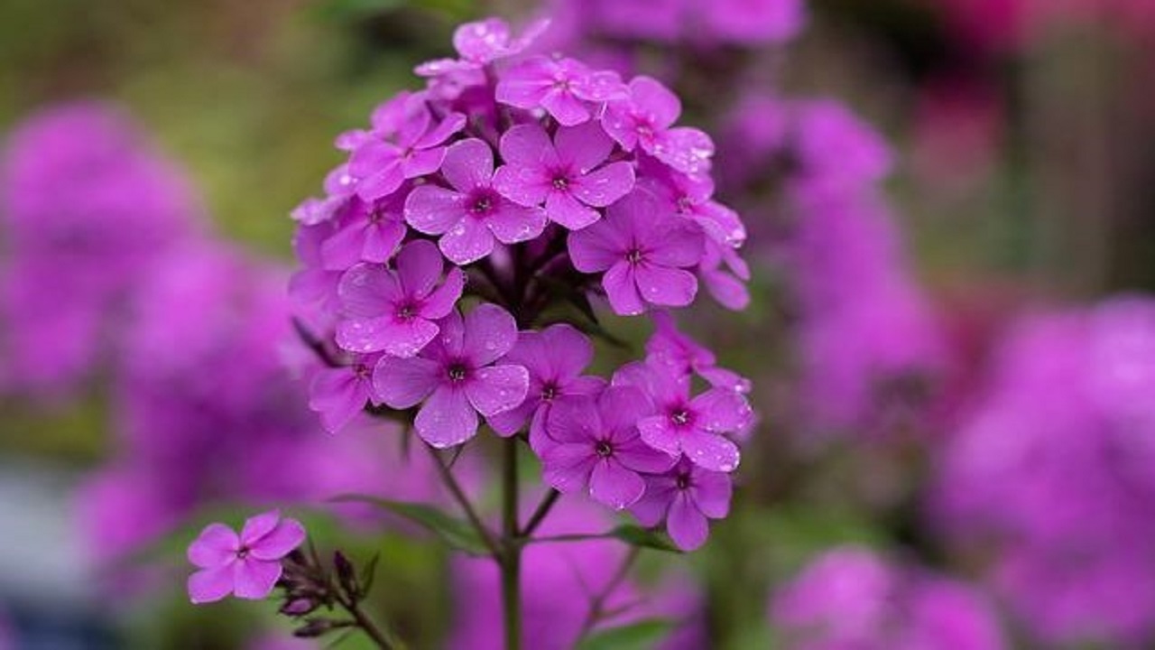 Ezek a virágok éjjel borítják be illatukkal a kerted - Agroinform.hu